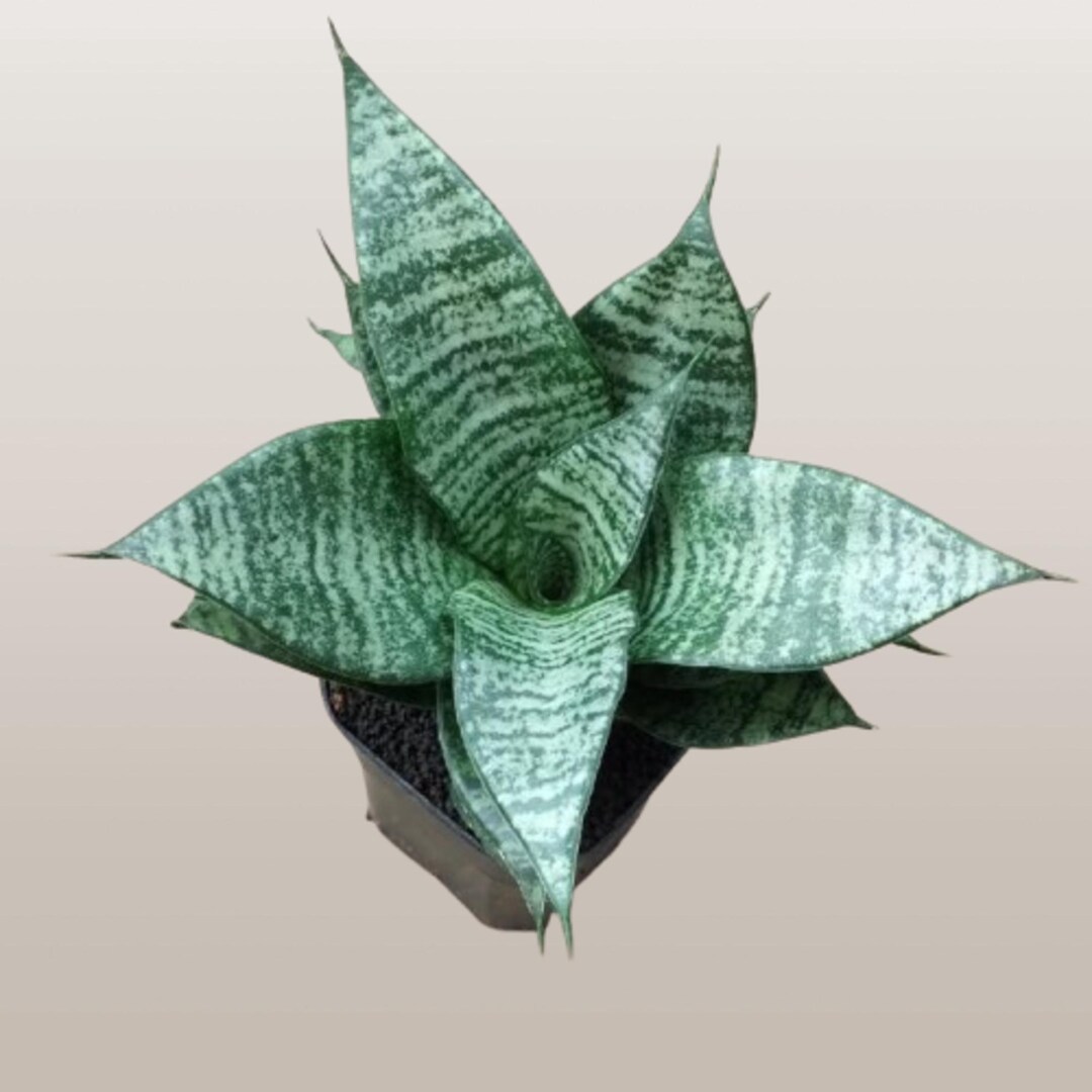 Sansevieria Hybrid Marga Rare Unique Leaves Beautiful Best Quality Fast ...