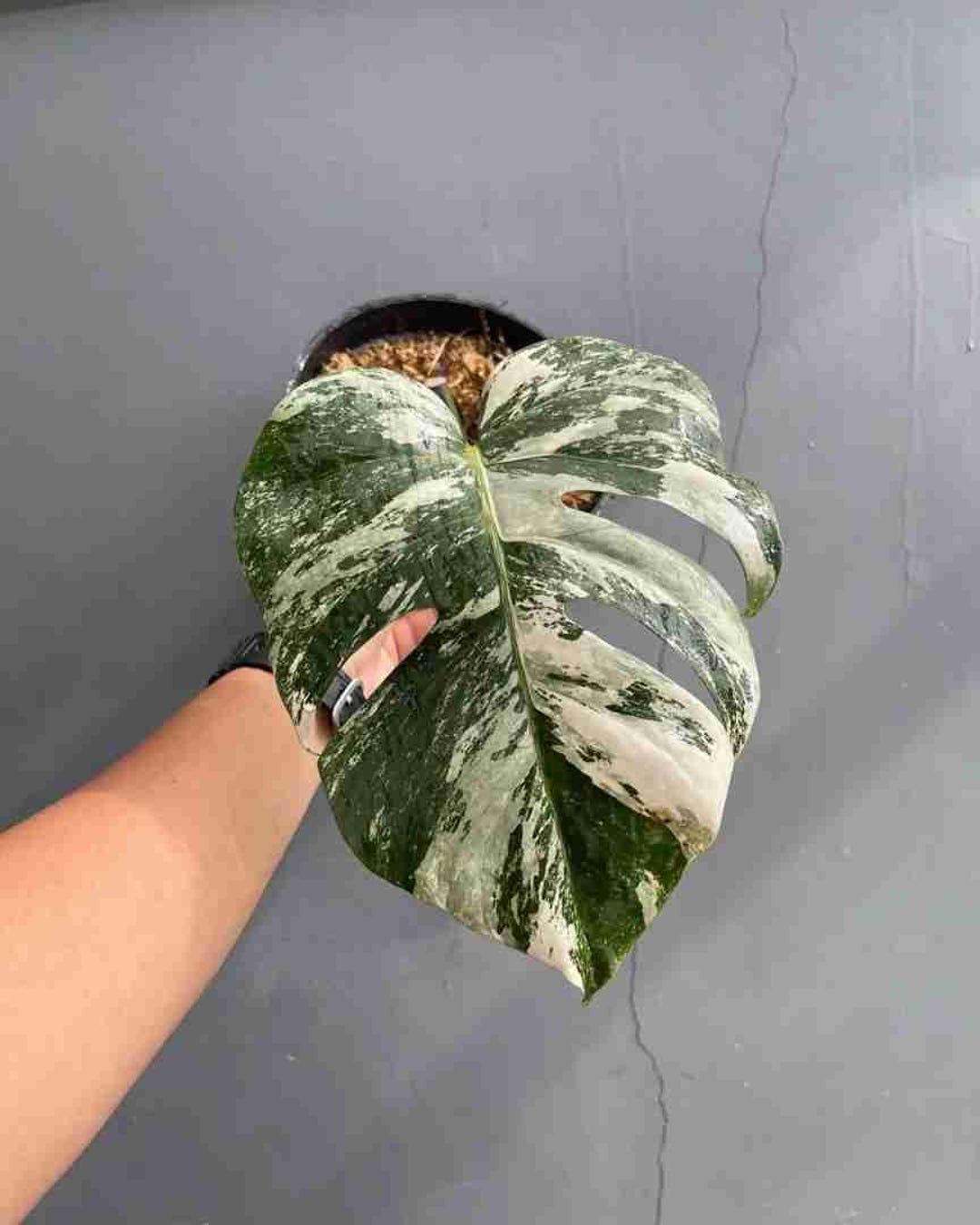 Monstera Albo Variegata White Tiger Rare Plant - Etsy