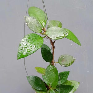 Hoya Benchaii Rare Unique Leaves Beautiful Flowers Fast Shipping - Etsy