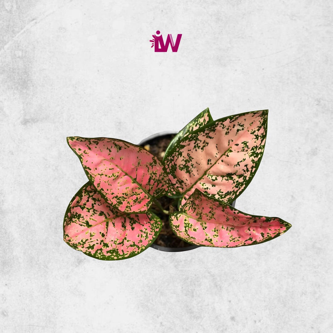 Aglaonema Ruby Plant Super Pink Foliage - Etsy