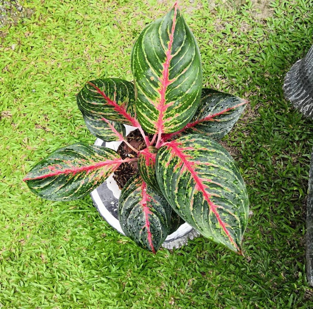 Aglaonema Red Borju Condition Unique Aglaonema Fast Shipping - Etsy