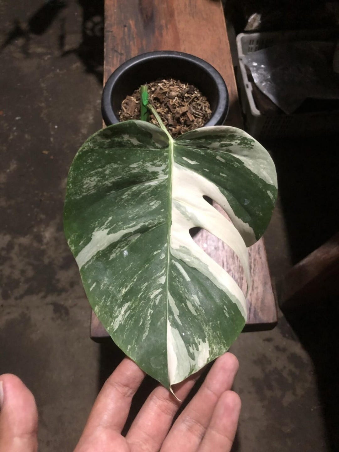 Monstera Marble Variegated Rare Unique Leaves Beautiful Best Quality ...
