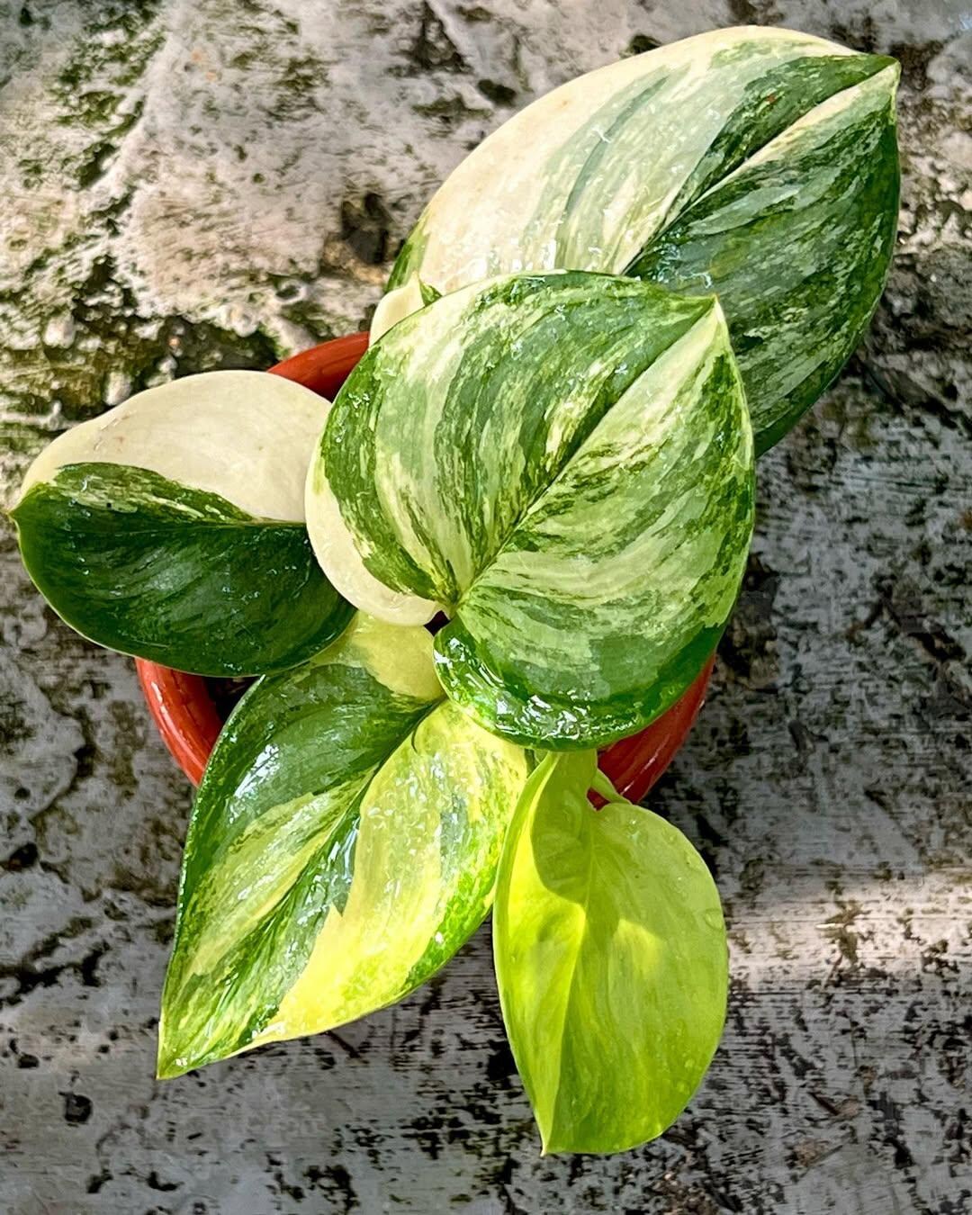 Scindapsus Rubicon Variegated Rare Unique Leaves Beautiful Best Quality ...