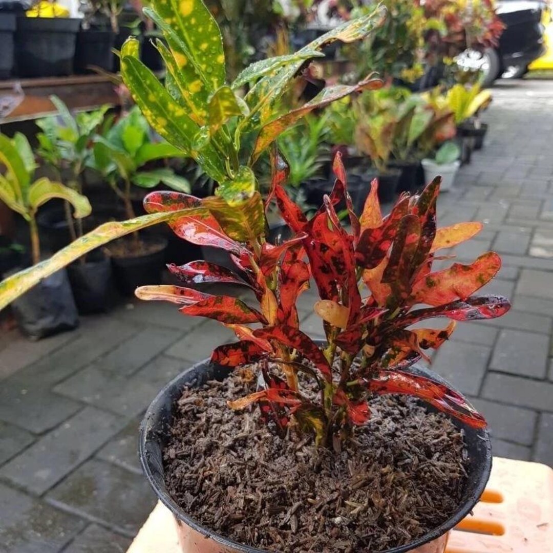 Codiaeum Variegatum Croton Red Chili Rare Unique Leaves Beautiful Best ...