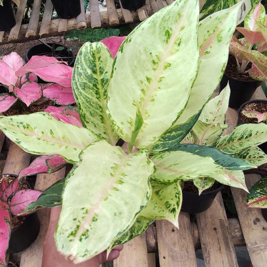 Aglaonema Lucky Frozen Ruby Condition Unique Aglaonema Fast Shipping - Etsy