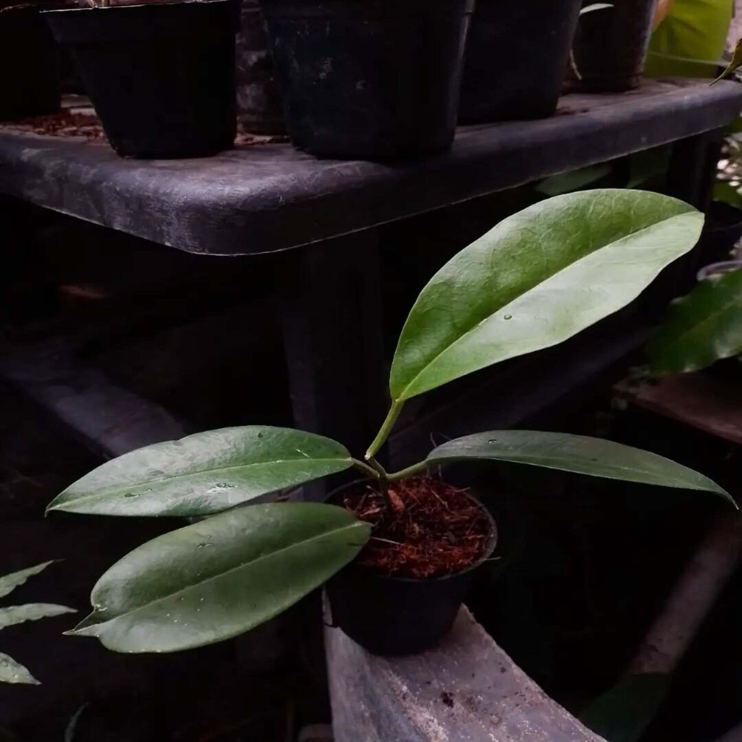 Hoya Lucida Sp Papua Rare Unique Leaves Beautiful Flowers Fast Shipping ...