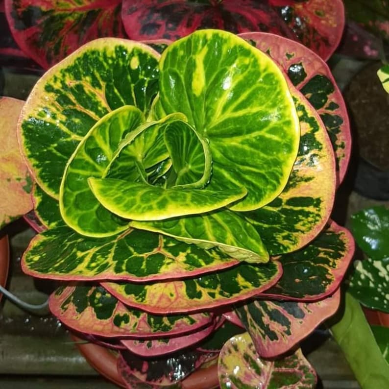 Codiaeum Variegatum Croton Rose Marry Rare Unique Leaves Beautiful Best ...