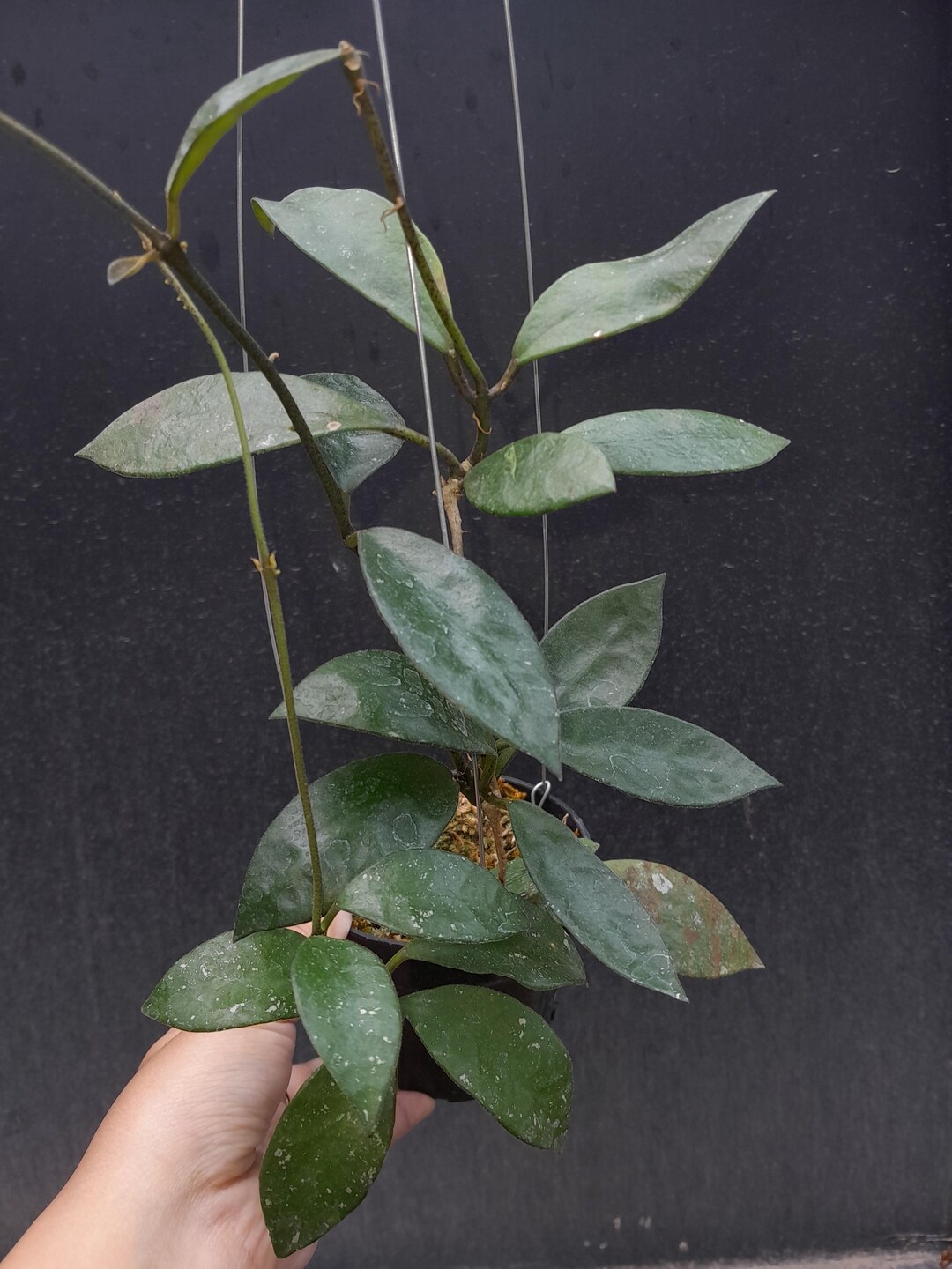 Hoya Revoluta Rare Plant With Unique Leaves & Flowers - Etsy