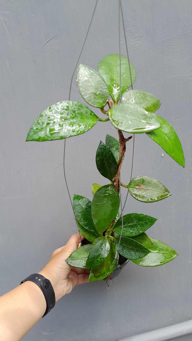Hoya Benchaii Rare Unique Leaves Beautiful Flowers Fast Shipping - Etsy
