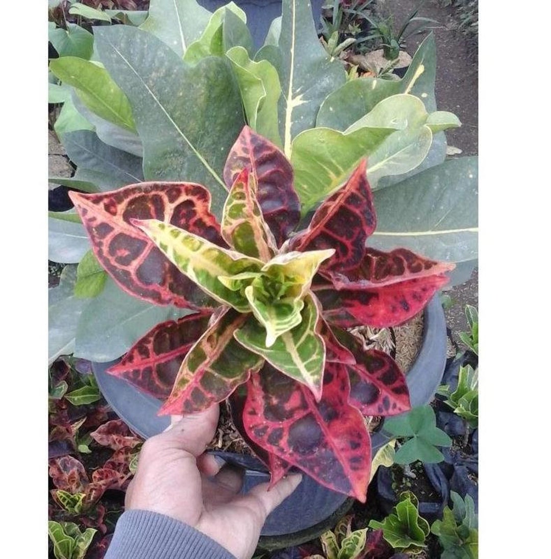 Codiaeum Variegatum Croton Red Turtle Rare Unique Leaves Beautiful Best ...