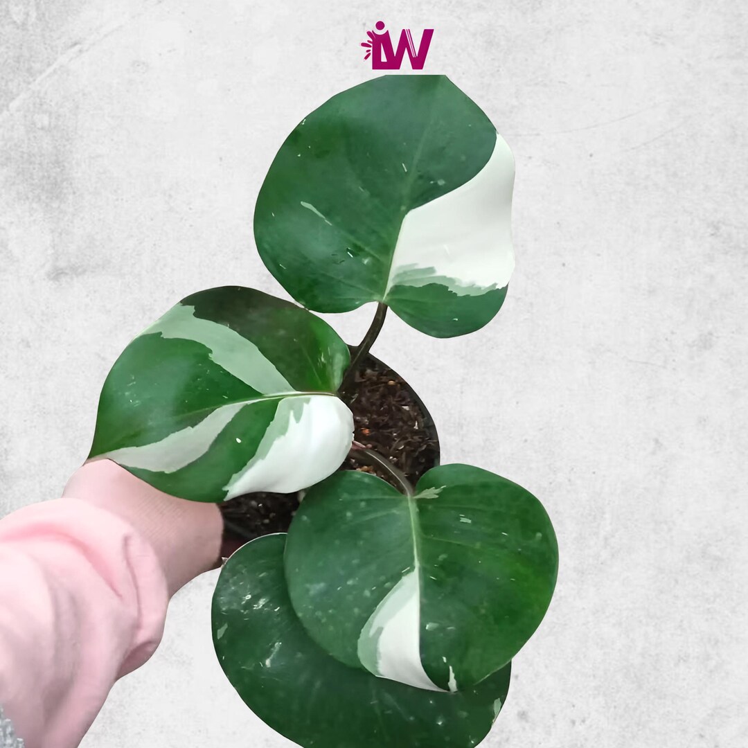 Philodendron White Knight Variegated Unique Live Plant - Etsy