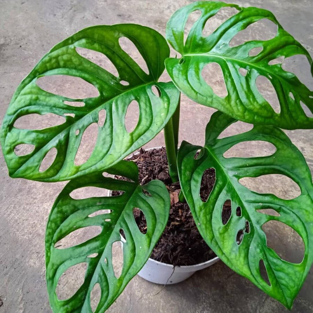 Monstera Accuminata Rare Unique Leaves Beautiful Best Quality Fast ...