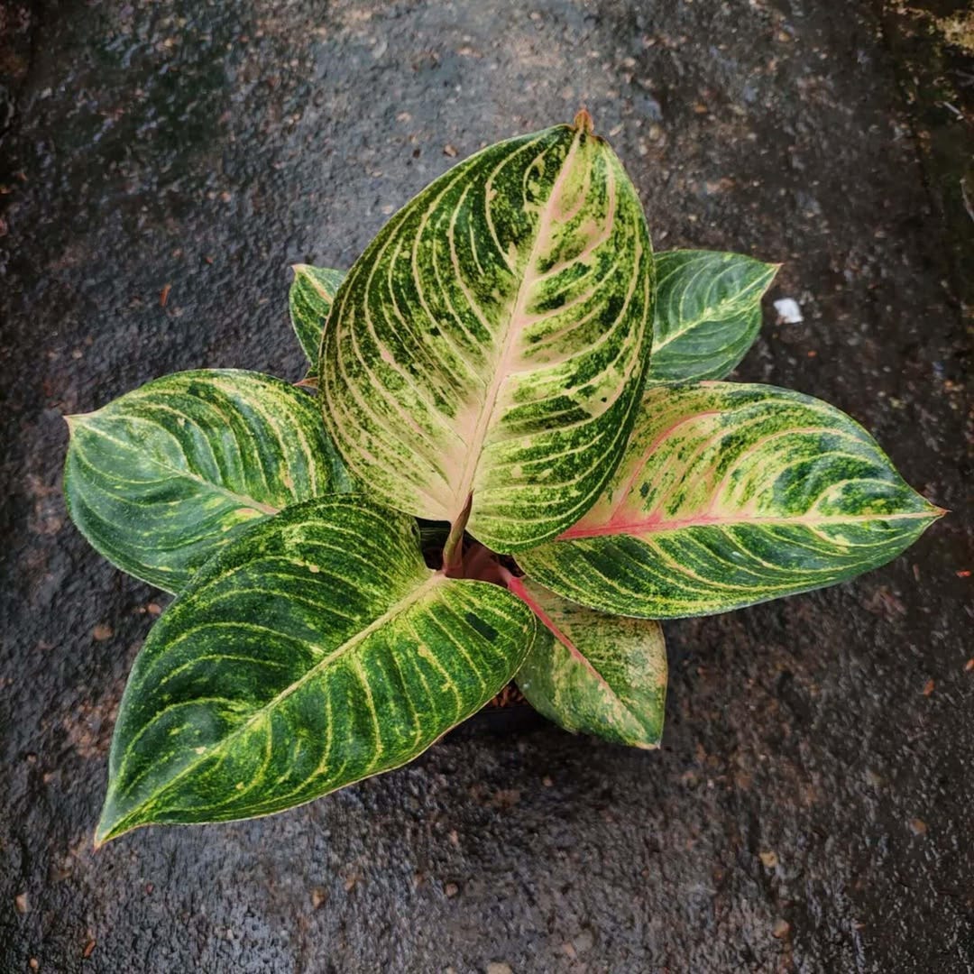 Aglaonema Lucia Thai Beautiful Condition Unique Aglaonema Fast Shipping ...