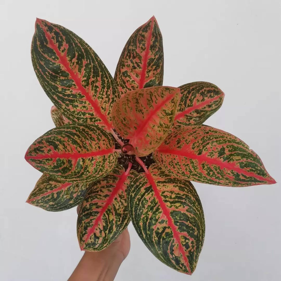 Aglaonema Widuri Unique Live Plant - Etsy