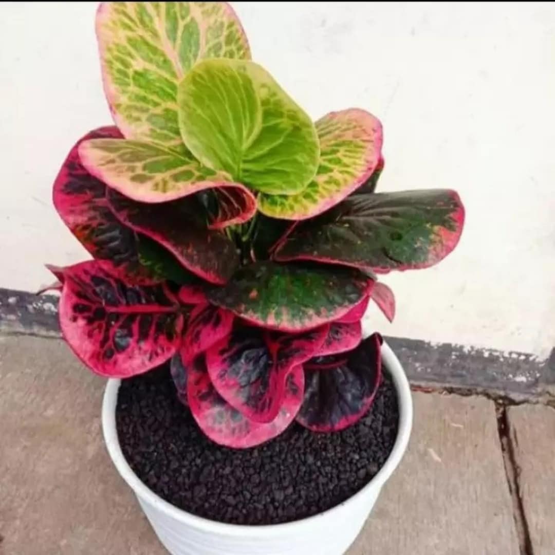 Codiaeum Variegatum Croton Rare Apple KLX With Unique Leaves - Etsy