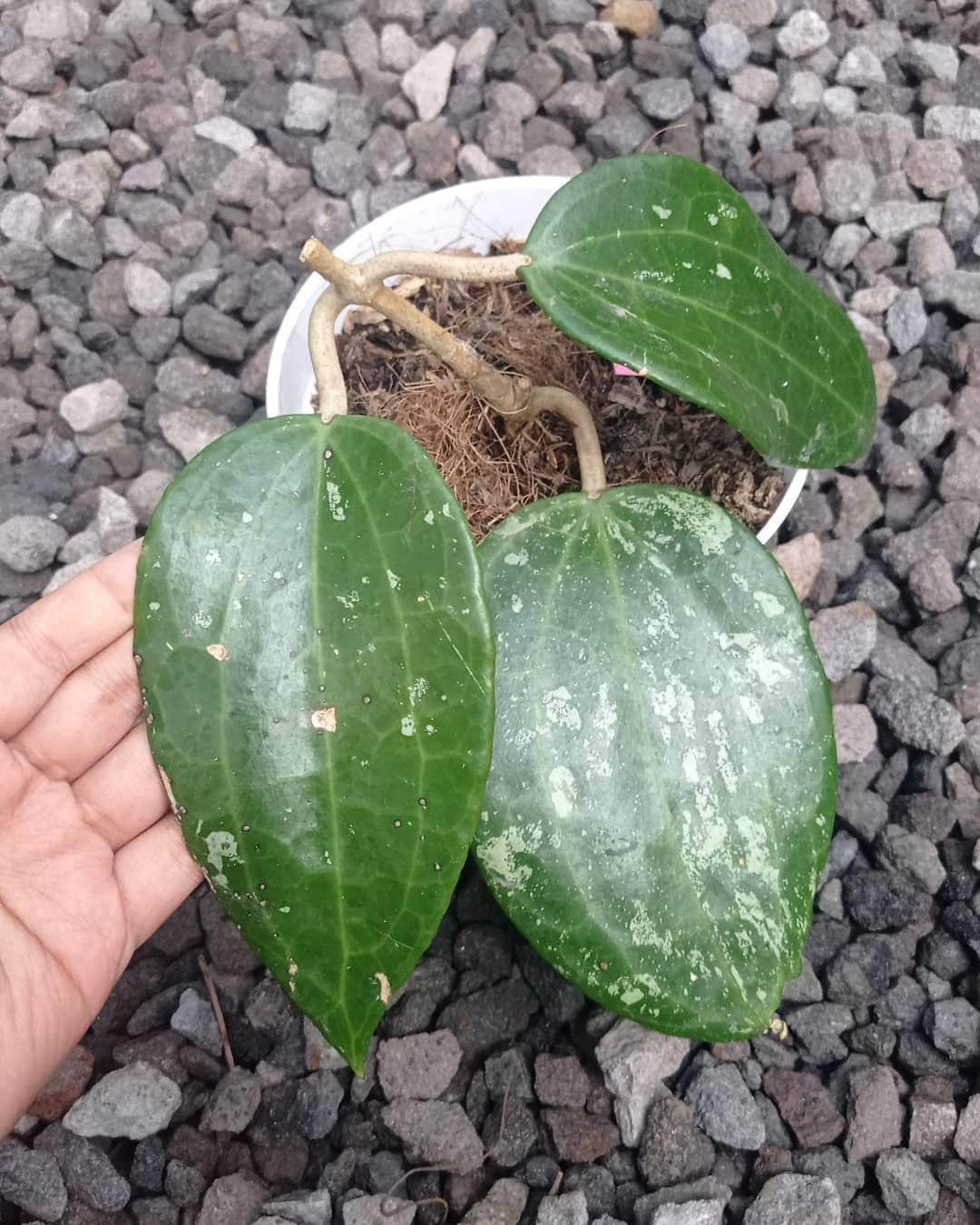 Hoya Macrophylla Splash Rare Unique Leaves Beautiful Flowers Fast ...