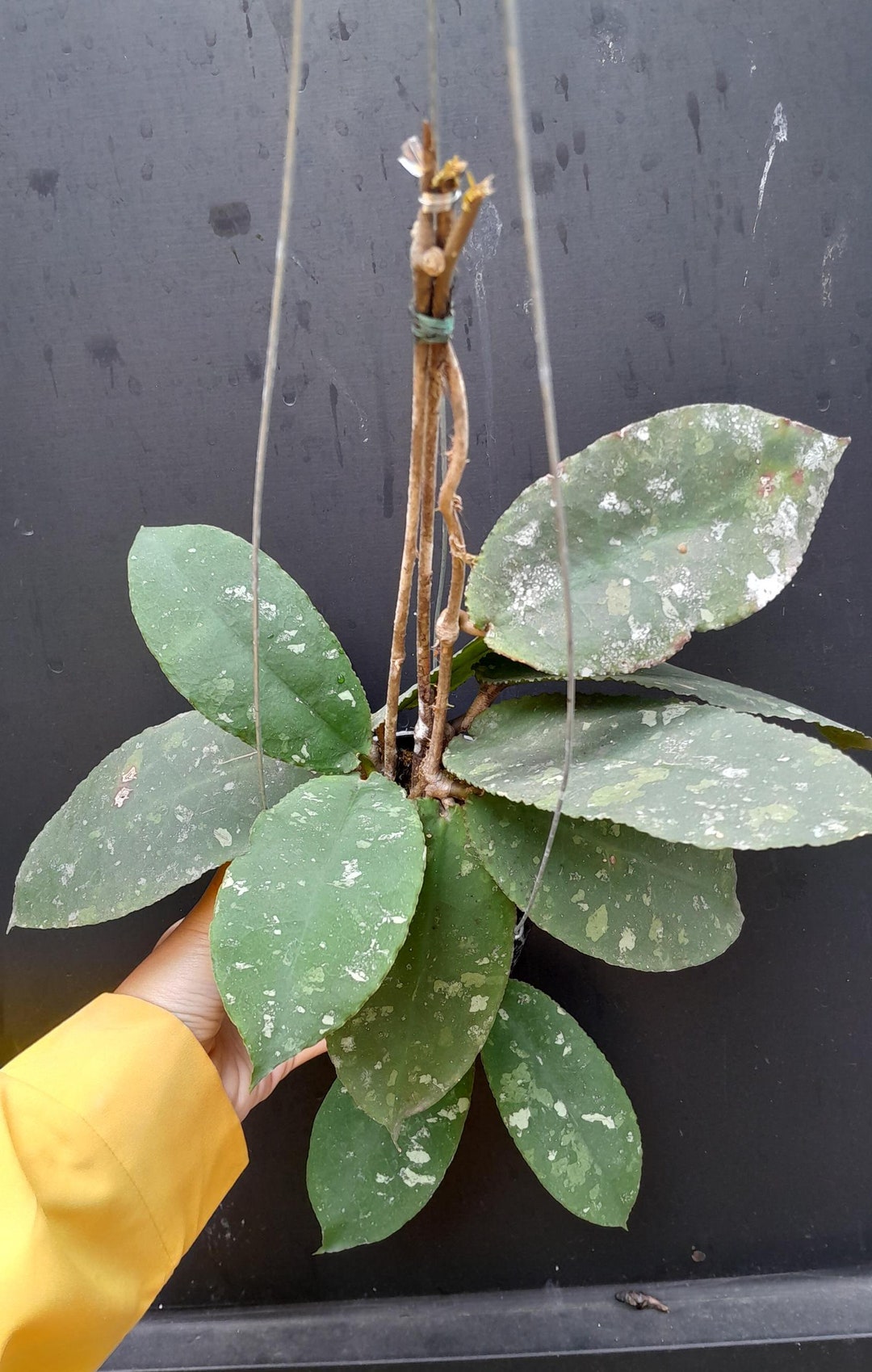 Hoya Undulata Rare Big Leaf Plant - Etsy