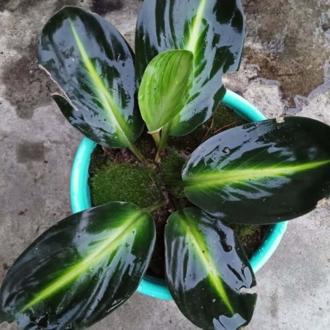 Scindapsus Neon Stripe cat Eye Rare Unique Leaves Beautiful Best ...