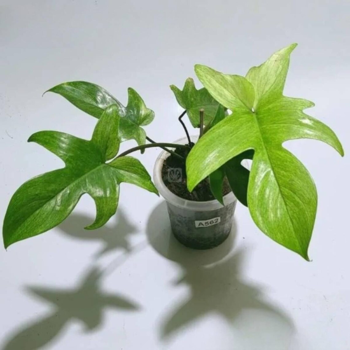 Philodendron Florida Ghost Plant Gifts Unique Leaves Beautiful Best ...