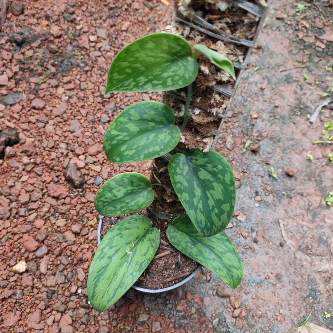 Scindapsus Green Army Rare Unique Leaves Beautiful Best Quality Fast ...