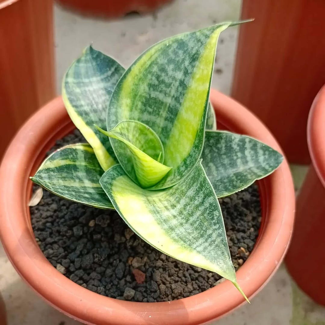 Sansevieria Hybrid Marga Variegated Rare Unique Leaves Beautiful Best ...