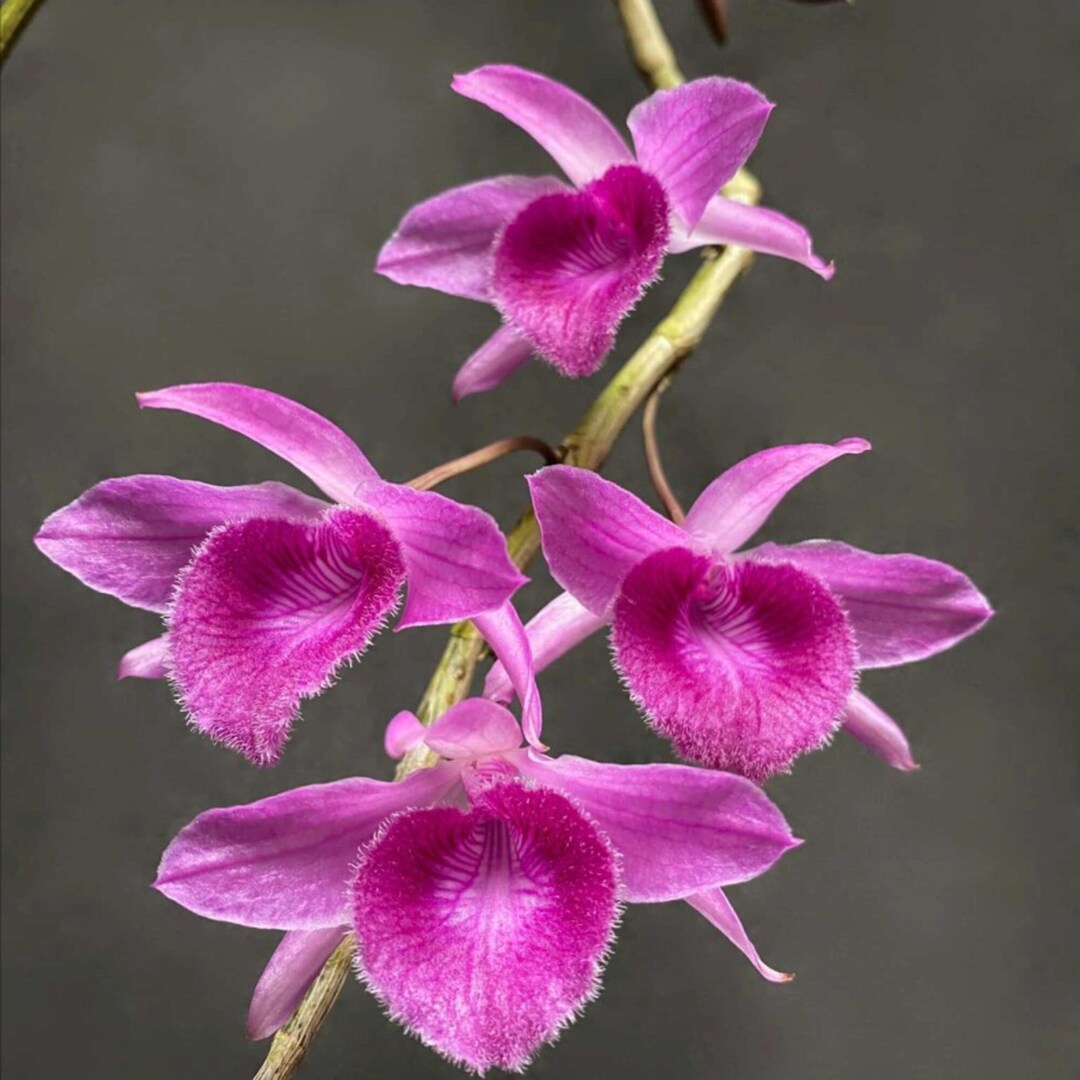 Orchid Dendrobium Nestor 'full Lip' Unique Leaves Beautiful Flowers ...