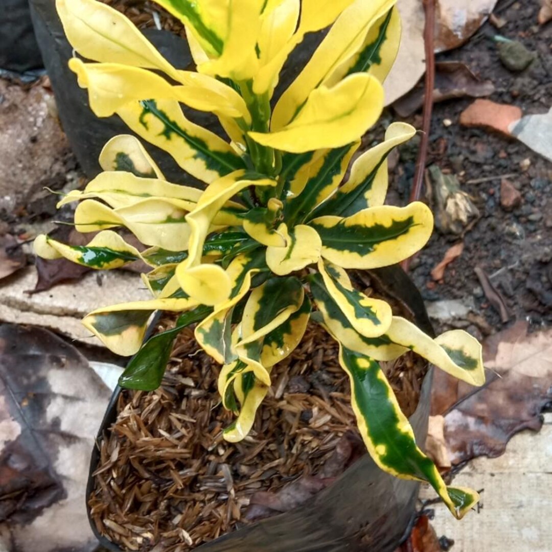 Croton Yellow Drill Codiaeum Variegated Plant Rare - Etsy