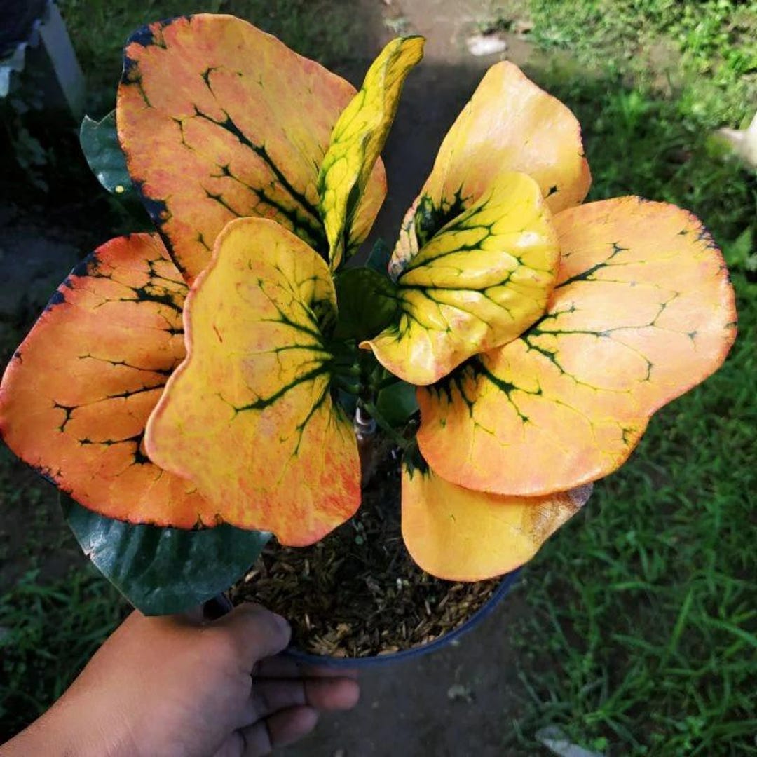 Croton Soimah Pancawati Rare Variegated Plant - Etsy
