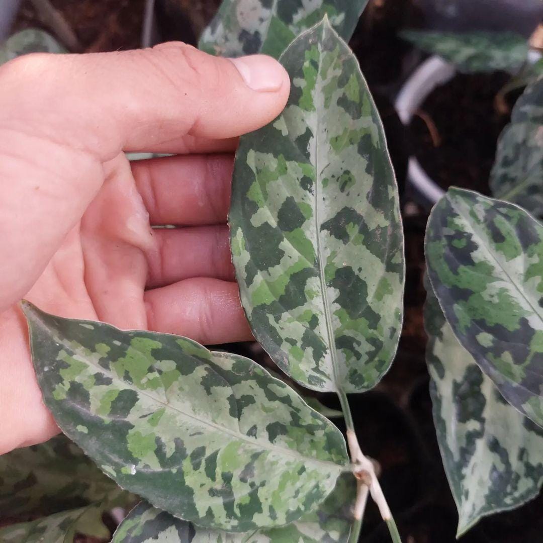 Aglaonema Pictum Tricolor Best Condition Unique Aglaonema Fast Shipping ...