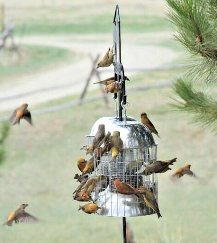 Squirrel Proof, LARGE BIRD STOPPER, Bird Feeder for Songbirds - Etsy