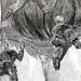 Original "tough Skin" Stipple Ink Drawing: Avant-garde Feminist Art - Etsy
