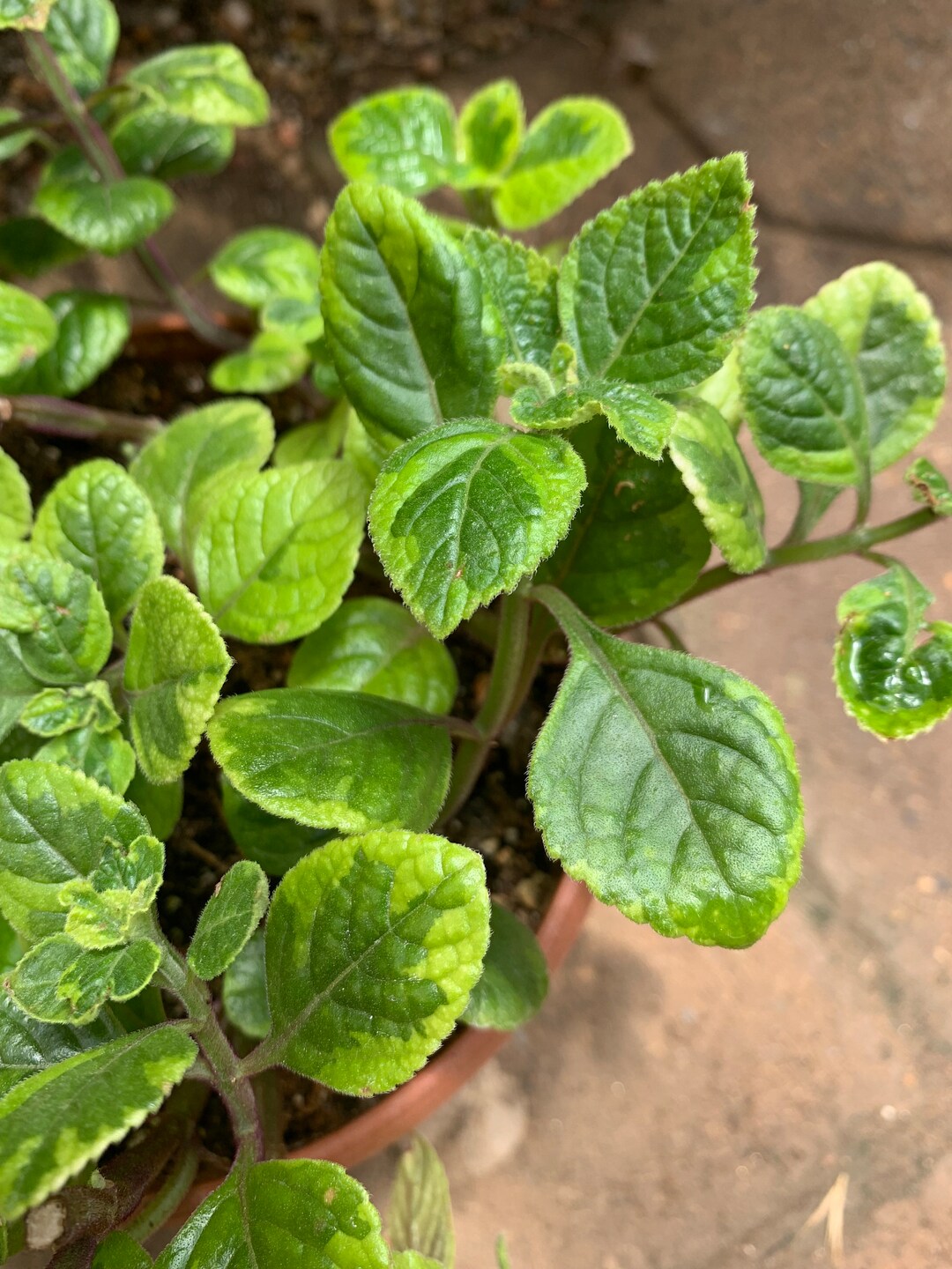 Swedish Ivy 6 Inch Pot - Etsy