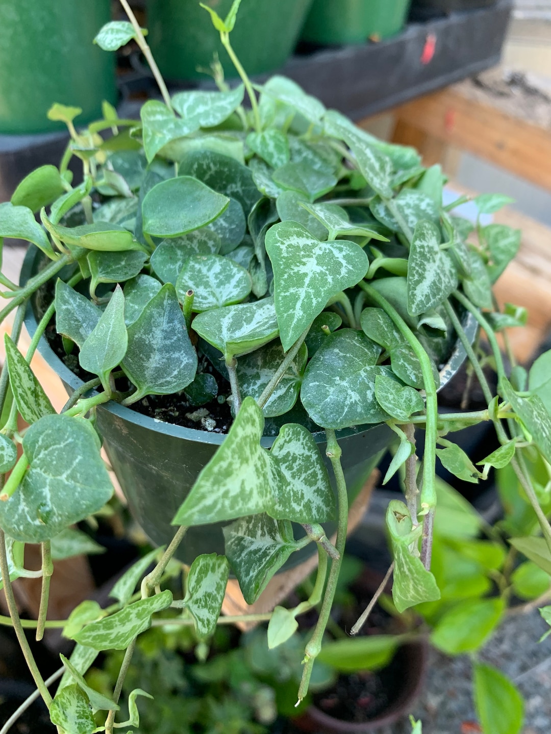 Rare Find: String of Spades 4 Pot / Ceropegia Woodii heartless - Etsy
