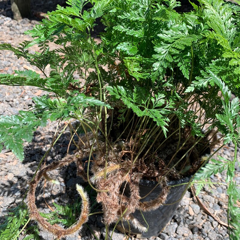 Rabbit Foot Fern - Etsy