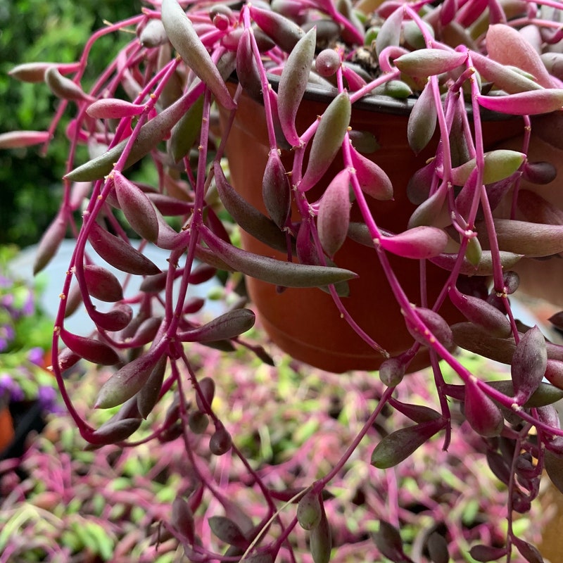 String of Ruby Plant - Etsy