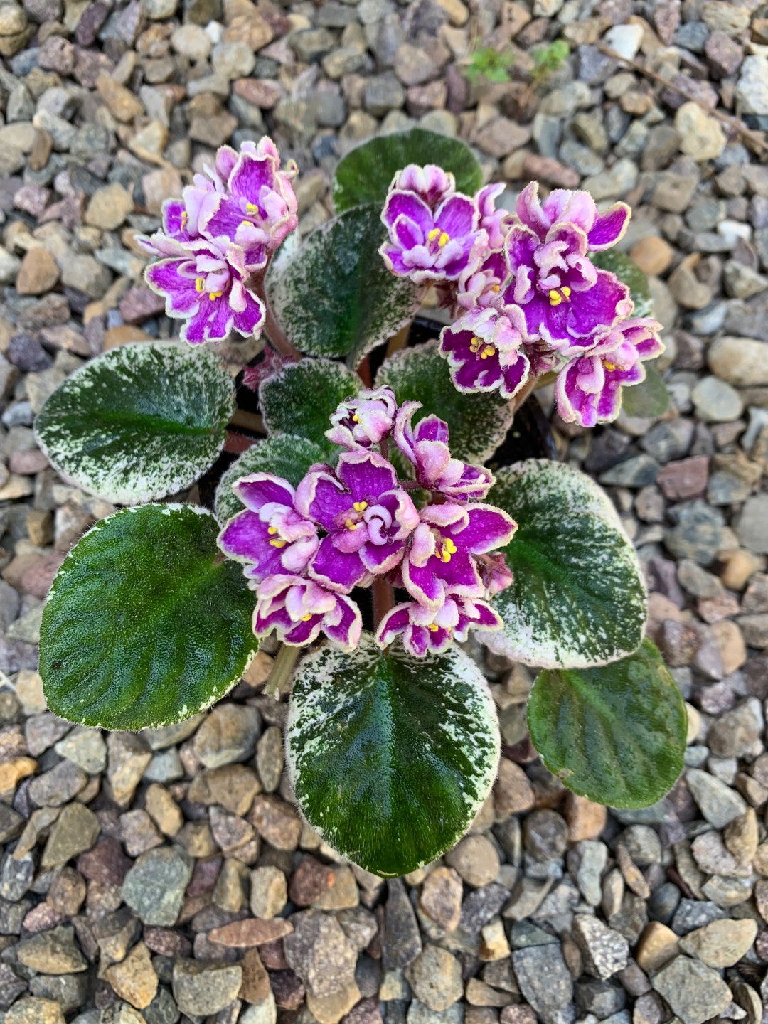 Variegated African Violet 4 Pot / Saintpaulia Ionantha - Etsy