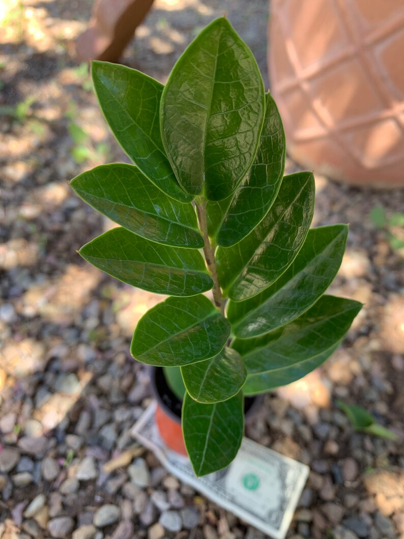 ZZ Plant, Aroid Palm / Zamioculcas Zamiifolia - Etsy