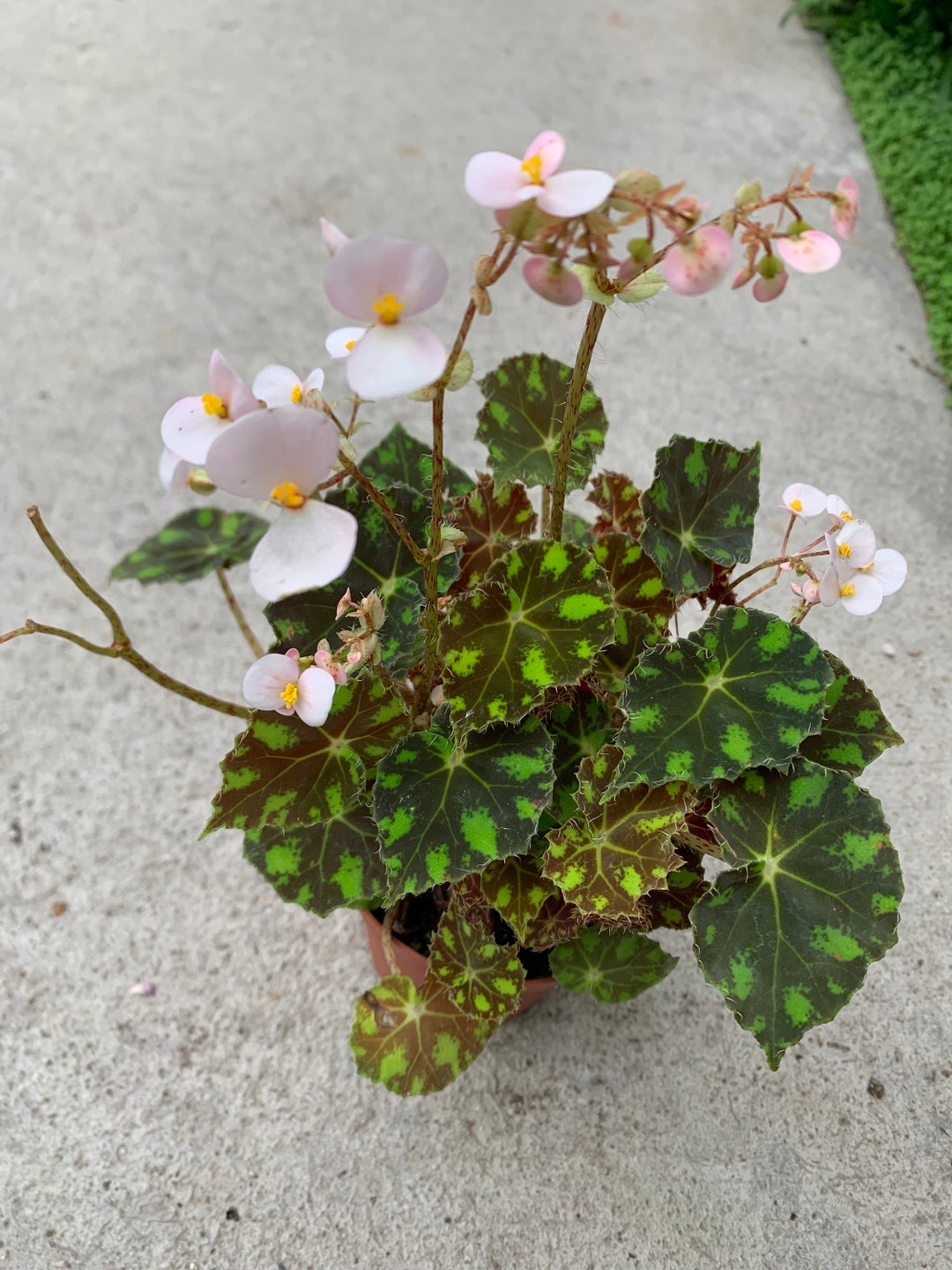 Rare Find: Begonia Tiger Paws 4 Inch Pots /begonia Bowerae/ Eyelash ...
