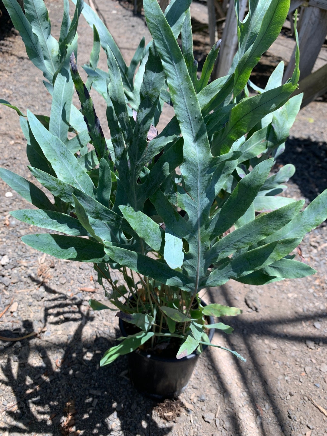 Blue Star Fern 1 Gallon / Phlebodium Aureum - Etsy