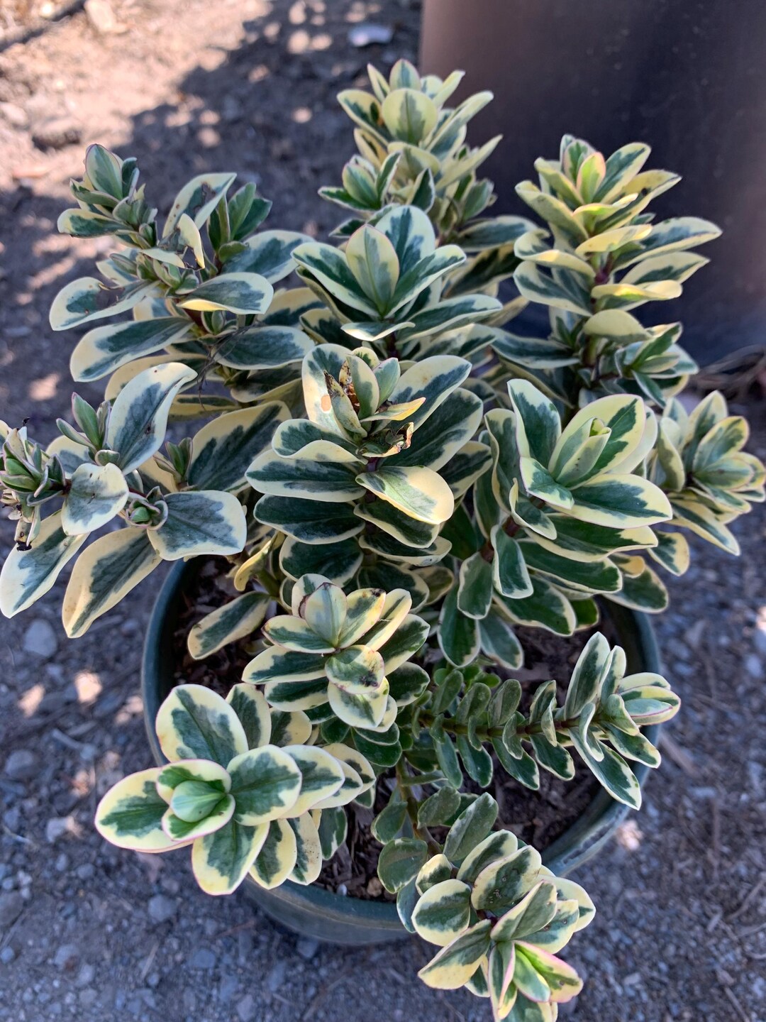 Hebe Variegated / Hebe X Andersonii Variegated - Etsy