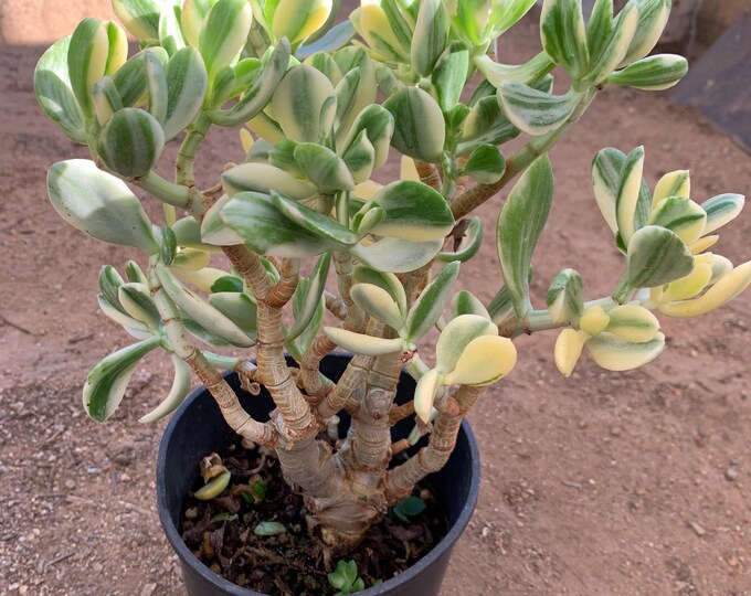 Variegated Jade Plants, Crassula Ovata Variegata, Live Rooted Healthy ...