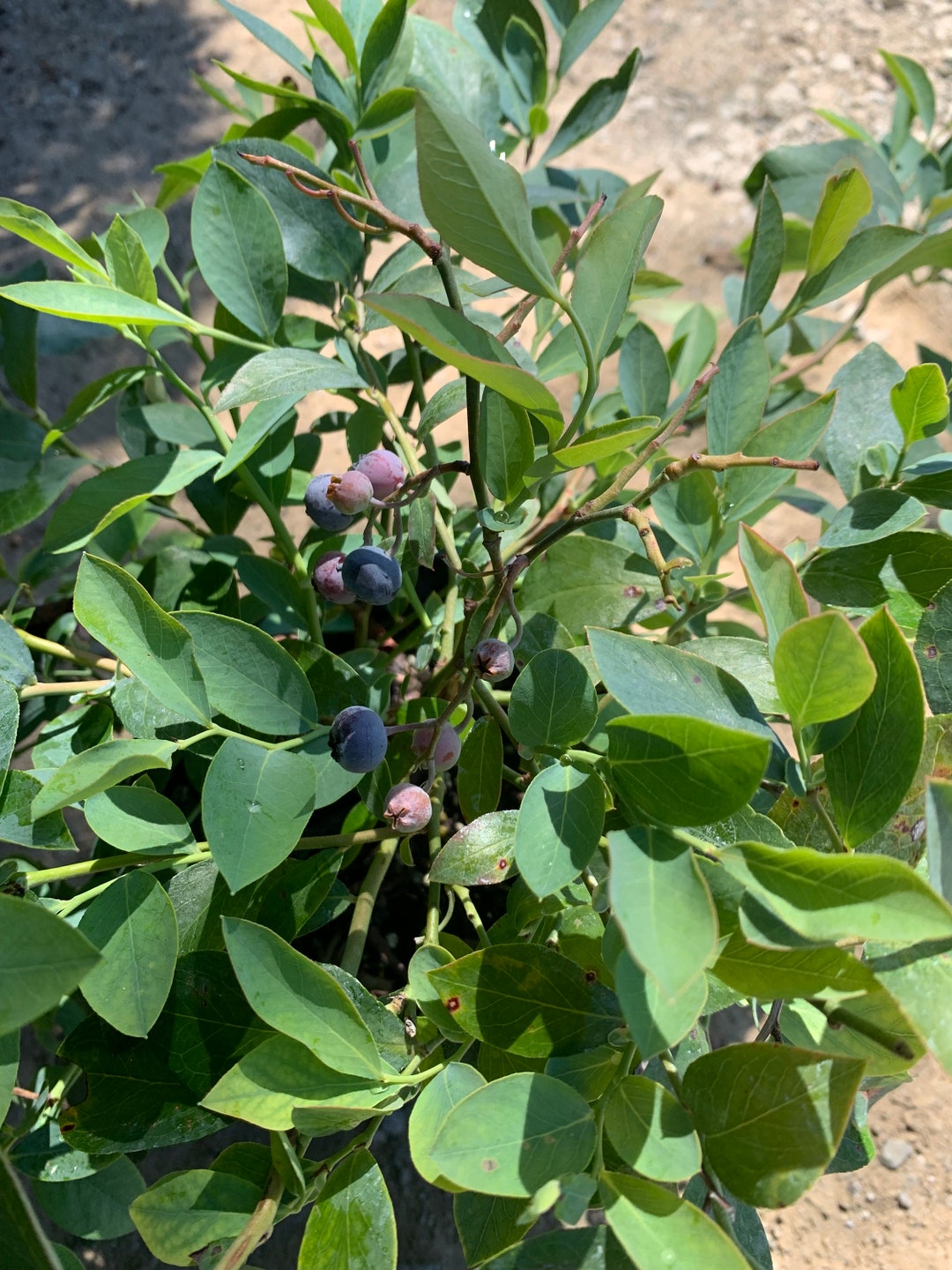 Rabbiteye Blueberry Takes the Cake 1 Gallon / Vaccinium Ashei 'vernon ...
