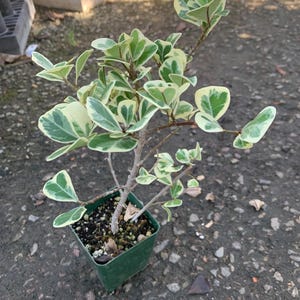 Rare Find: Ficus Triangle Variegated 4 Inch Pot FICUS TRIANGULARIS ...