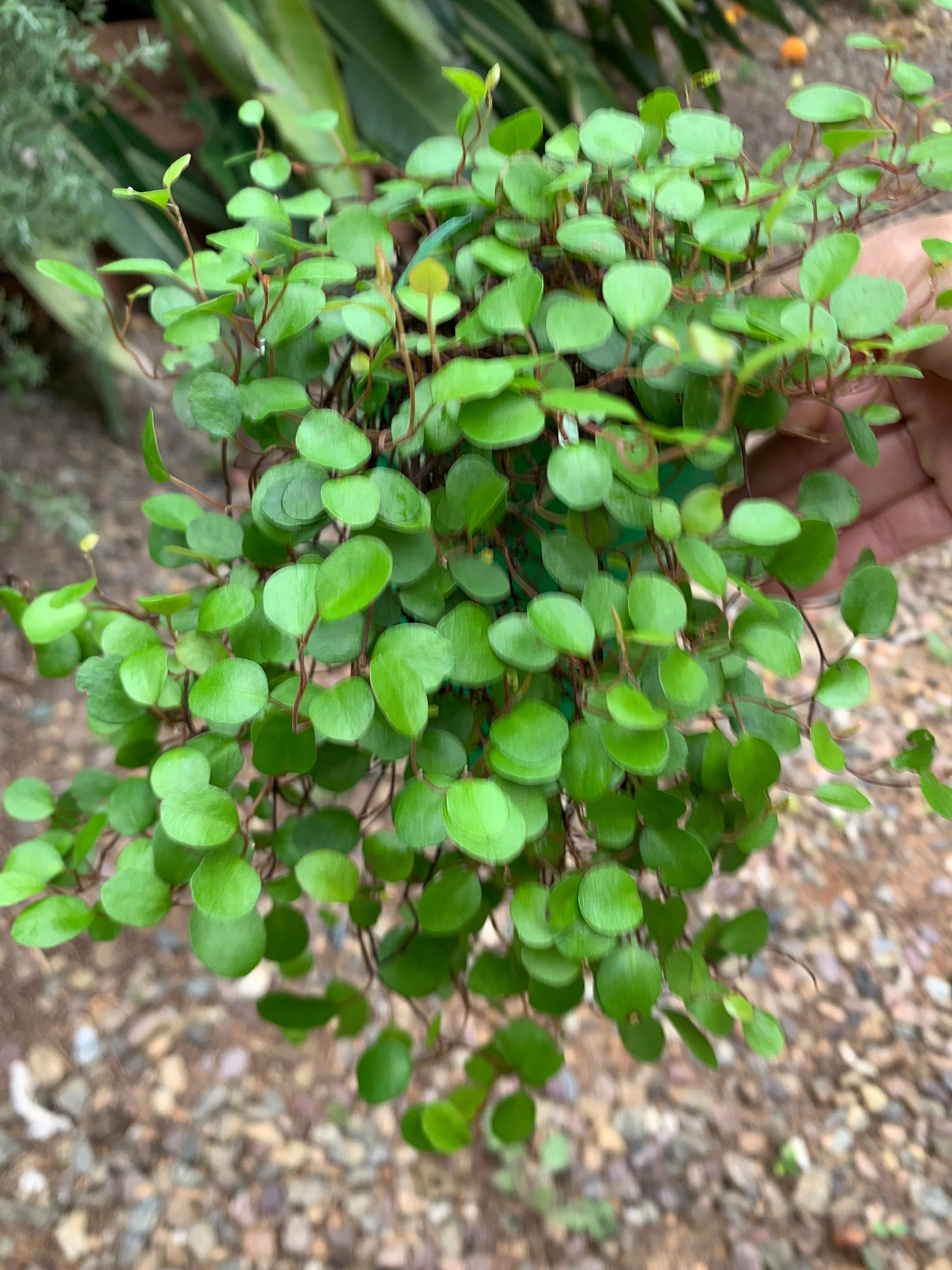 Creeping Wire Vine/ Muehlenbeckia Axillaris - Etsy