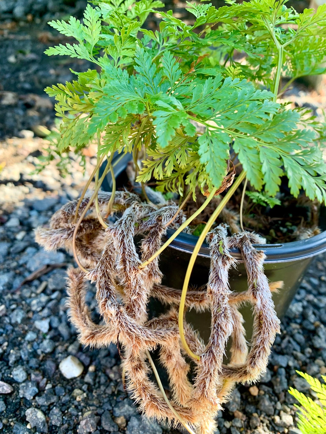 Rabbits Foot Fern 2 Sizes Available - Etsy