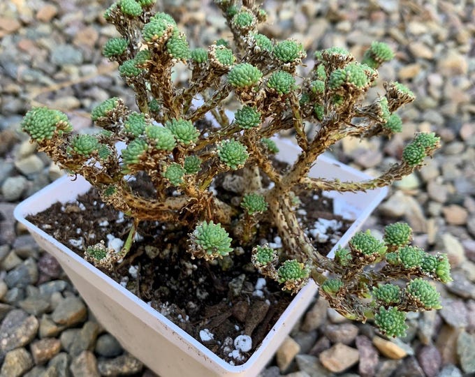 Rare Find: Pygmy Joshua Tree ( 4 Inch Pot )/ Miniture Joshua Sedum ...
