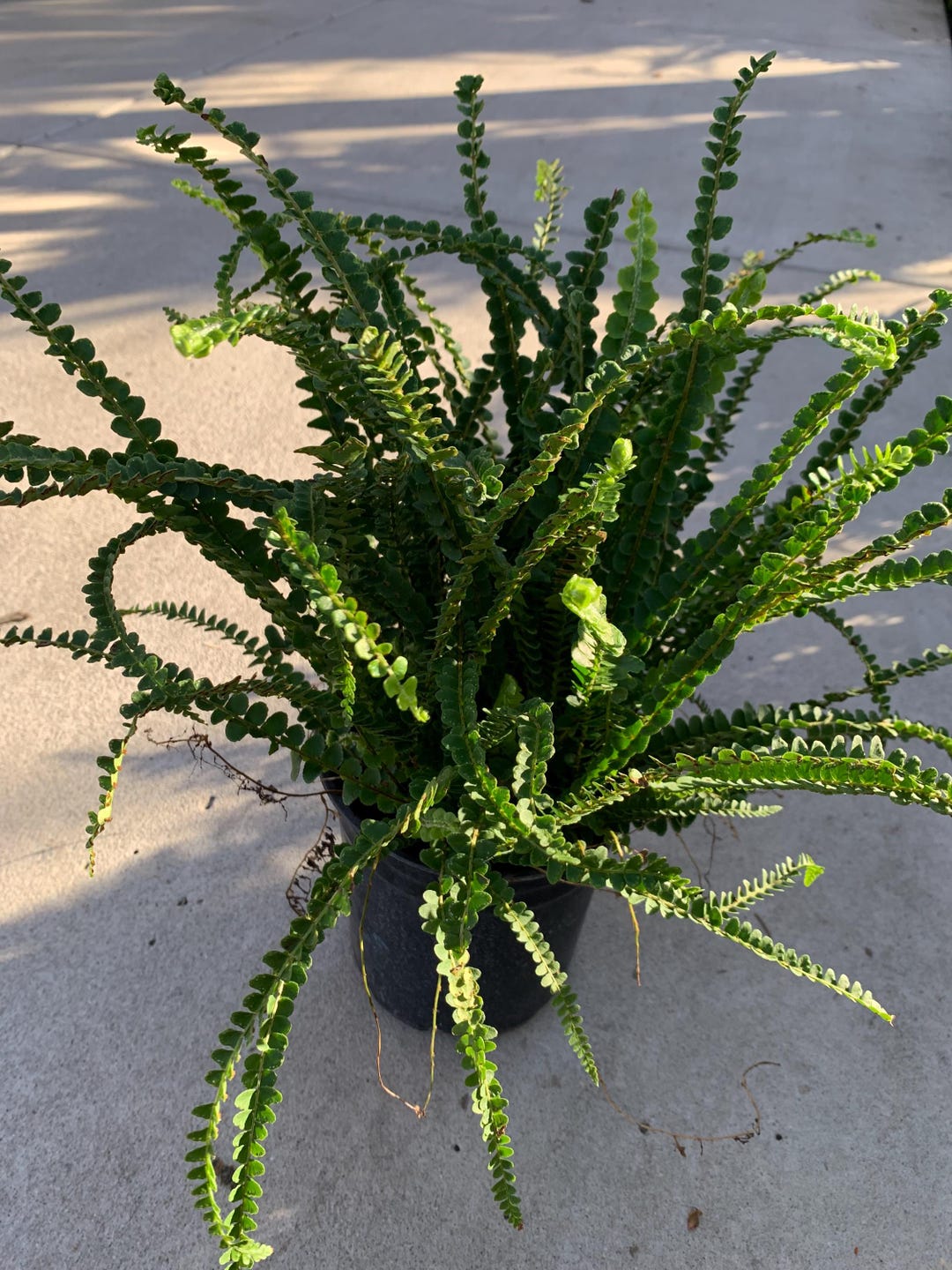 Lemon Button Fern 4 Inch Pot / 1 Gallon / Nephrolepis Cordifolia 'duffii' - Etsy