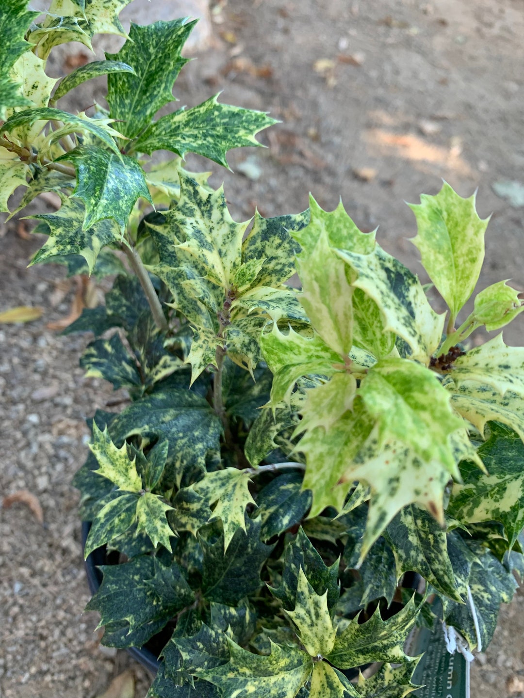 Goshiki False Holly 1 Gallon Five Color Autumn Olive / Osmanthus ...