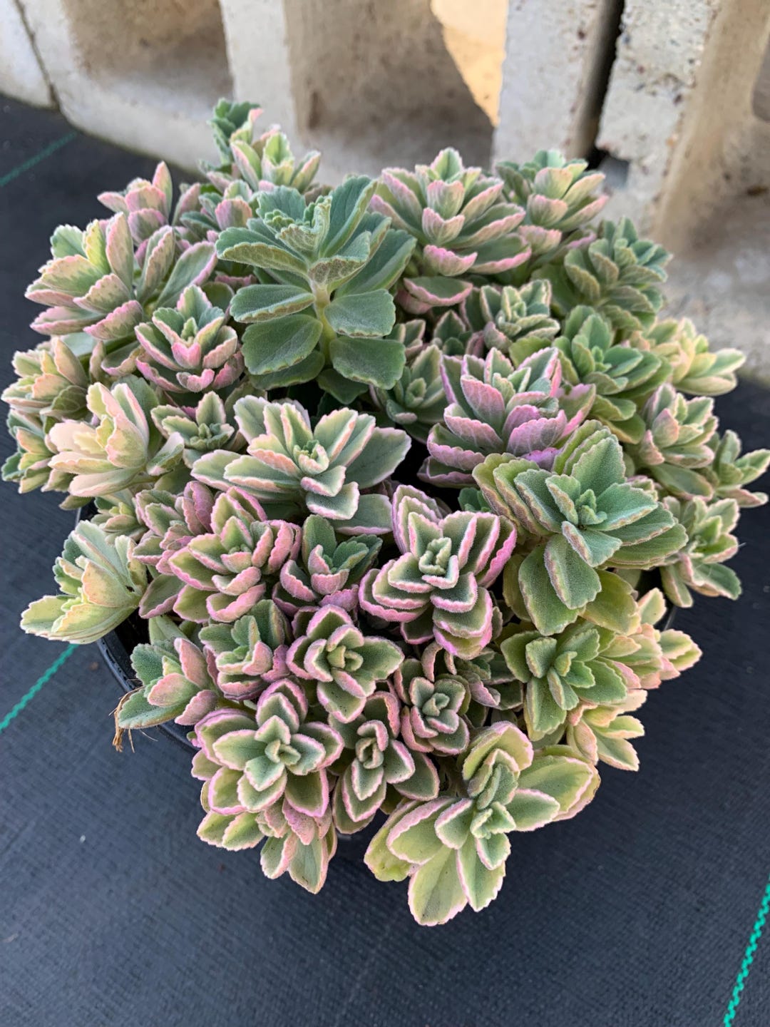 Mike's Fuzzy Wuzzy ( 1 Gallon ) / Lobster Flower / Plectranthus Fuzzy ...