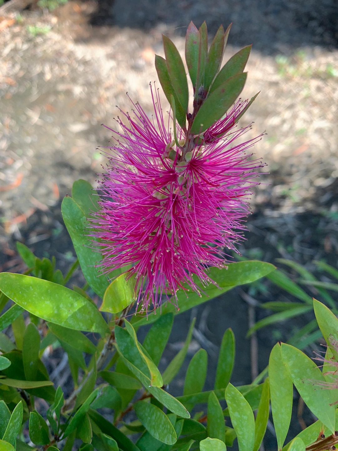 Purple Bottlebrush / Callistemon 'jeffers - Etsy